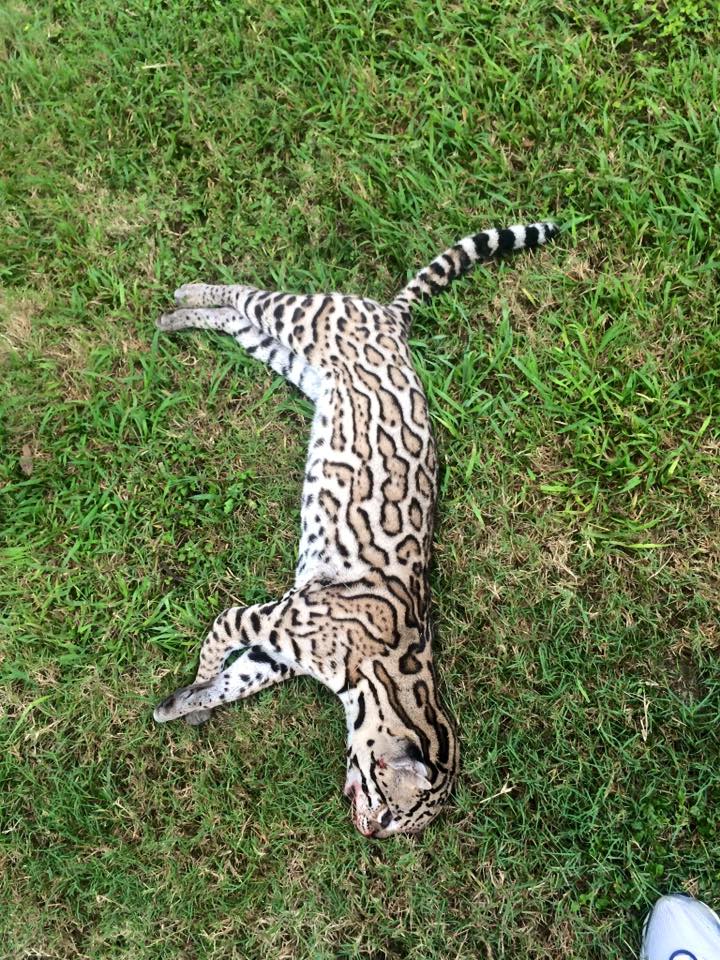 Safe Crossing: TxDOT installing wildlife underpasses to protect ocelots ...