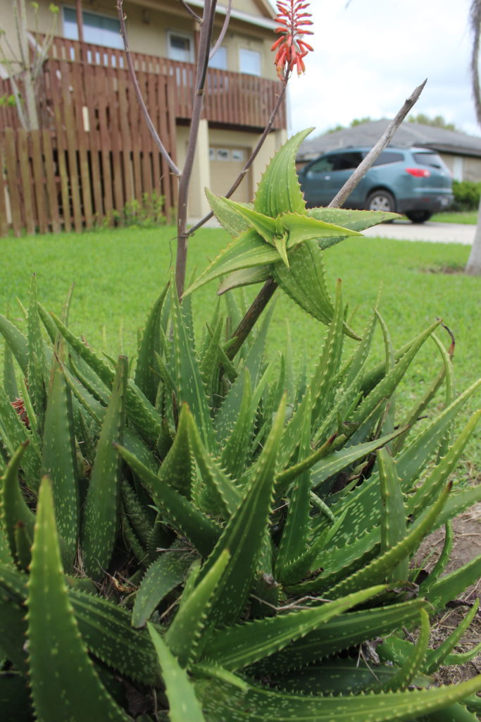 Aloe vera sprouts ‘star’ – Port Isabel-South Padre Press