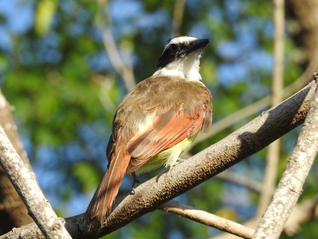 Creatures Among Us: Great Kiskadees — Voices of the Rio Grande Valley ...
