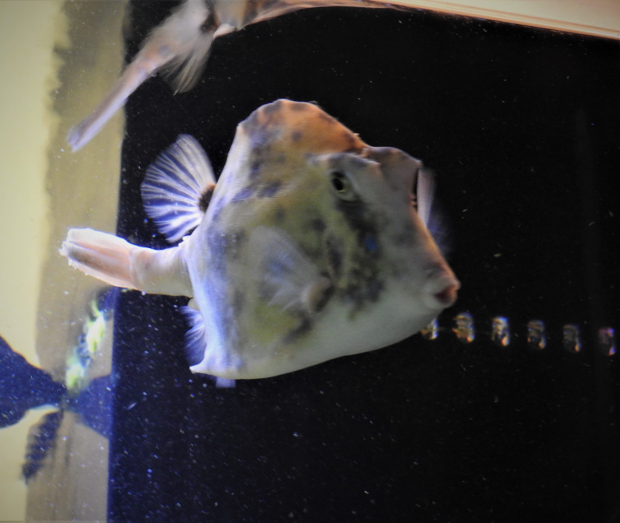 Creatures Among Us: The Scrawled Cowfish—a Charming Gulf Resident ...
