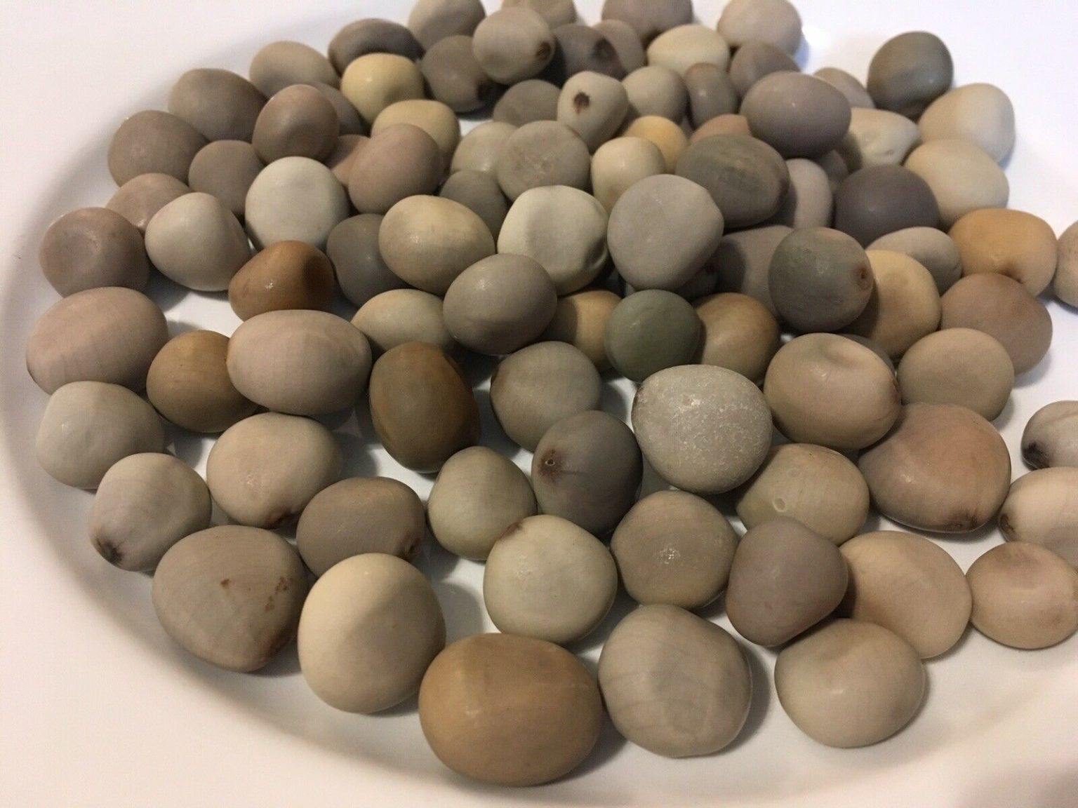 Rio History: Sea-beans – Port Isabel-South Padre Press