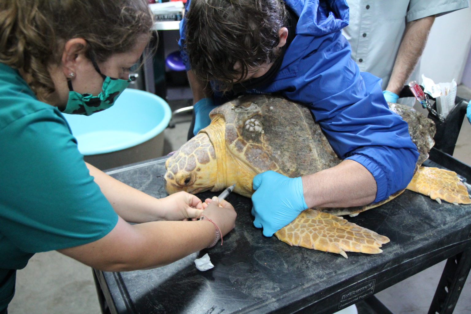 Sea Turtle Inc. looks towards future – Port Isabel-South Padre Press