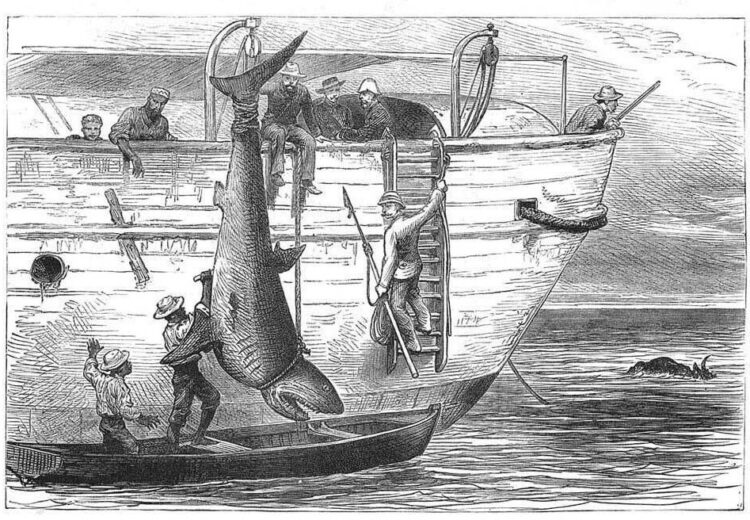 Moments in Time: Shark measures 12-Feet long – Port Isabel-South Padre ...