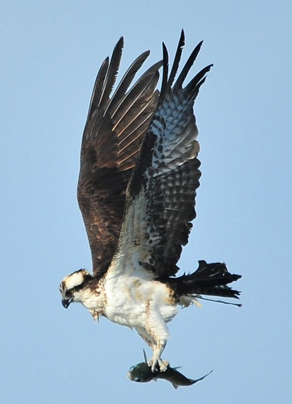 Avian Island: Ospreys are arriving – Port Isabel-South Padre Press