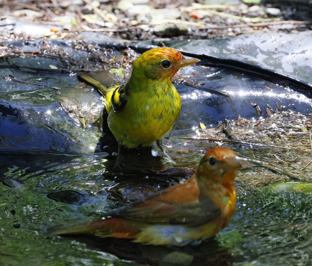 World Migratory Bird Day: May 10, 2025 – Port Isabel-South Padre Press